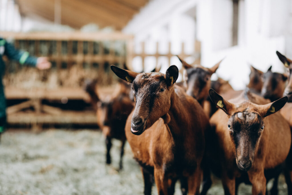 Indiana Dairy Goat Association – IDGA is focused on developing youth ...